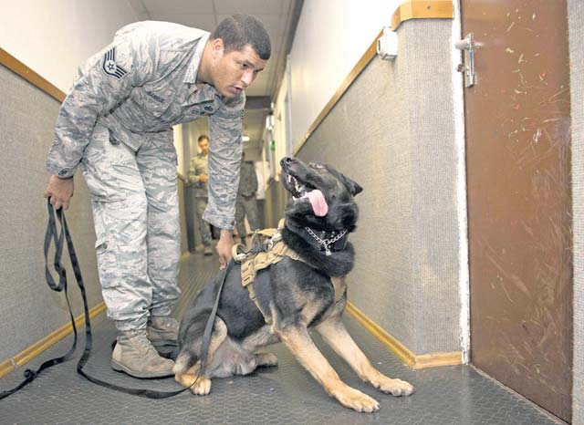 No ordinary dog - Kaiserslautern American