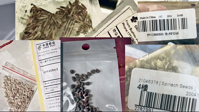 Handling of unsolicited seed packets from China - Kaiserslautern American